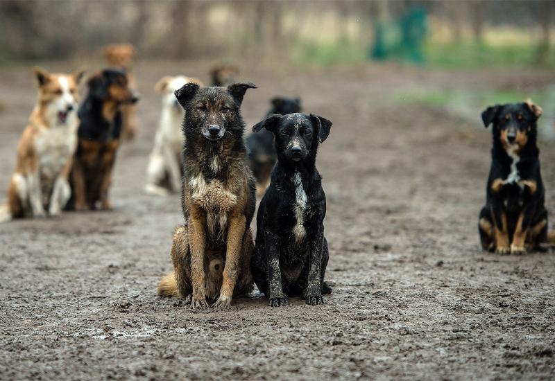 MO BIH I "DOGS TRUST": Potpisan Protokol o zbrinjavanju pasa lutalica