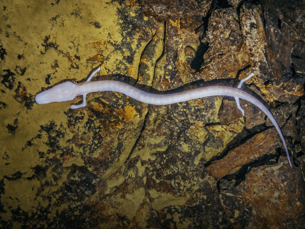 ČOVJEČIJA RIBICA: Naš miroljubivi dinaridski prijatelj