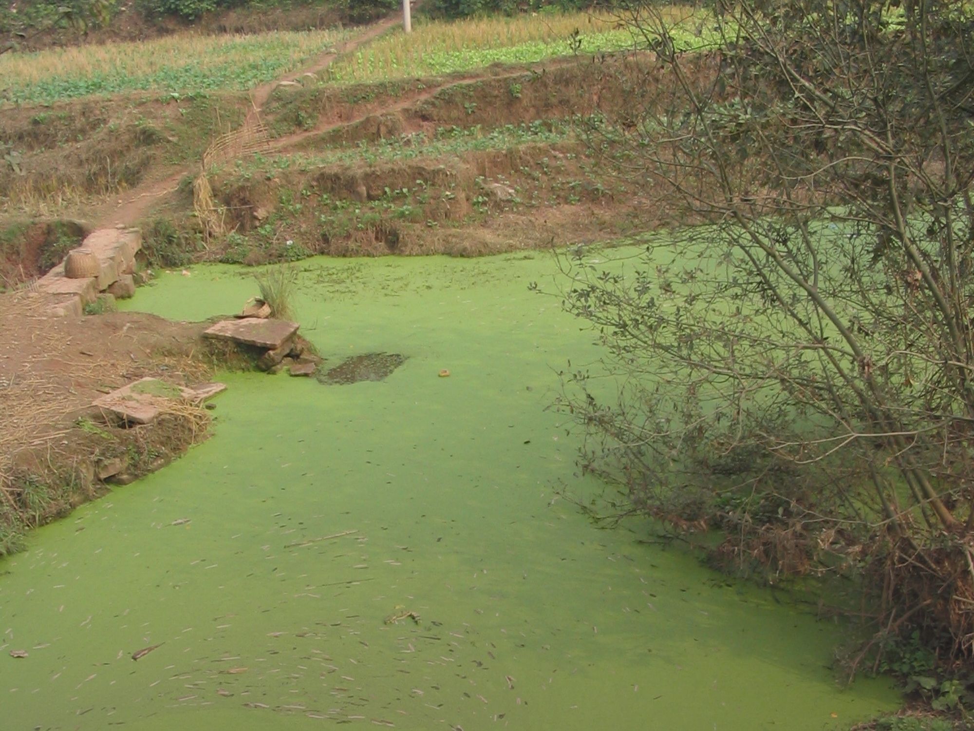 EUTROFIKACIJA: Kad voda probehara