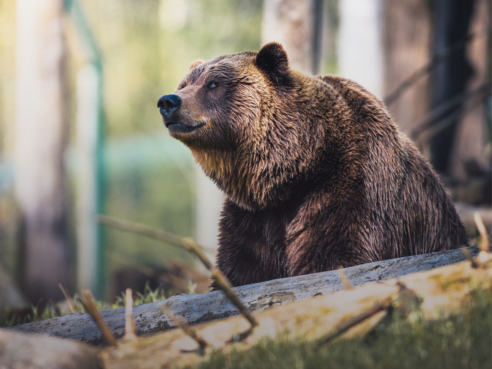 MRKI MEDVJED: Siromašna država i bogatstvo prirode
