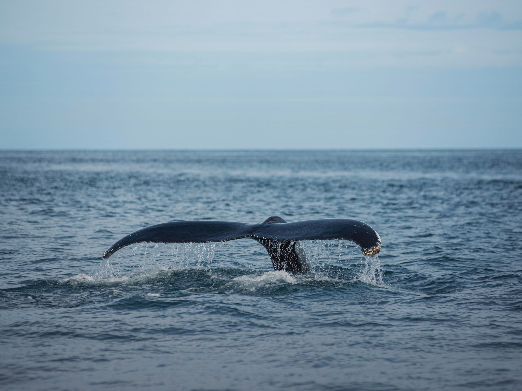 PLAVI KITOVI: Veće šanse za opstanak kroz miješanje gena