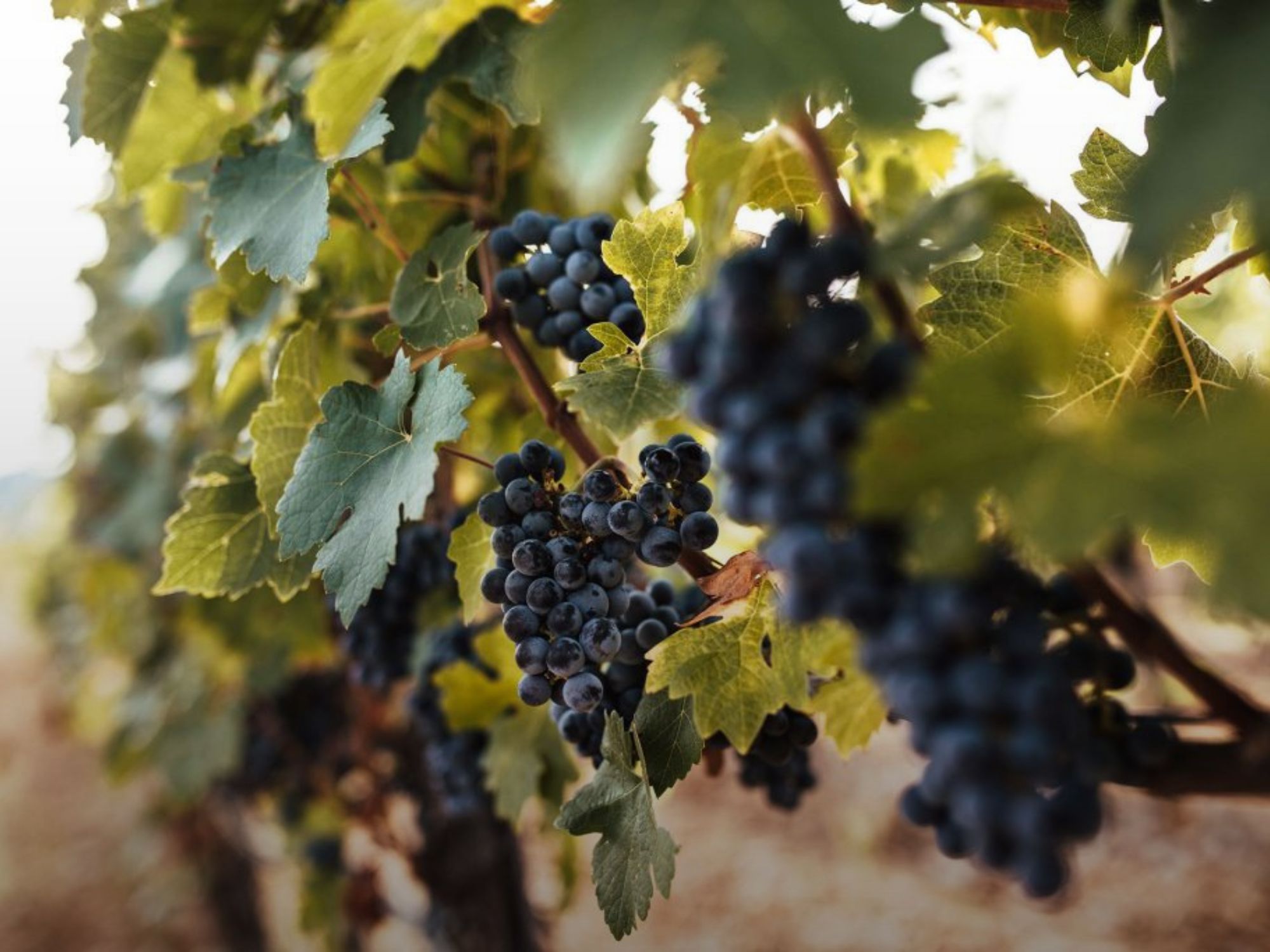 BLAGO U BAČVAMA: Renesansa vina Hercegovine