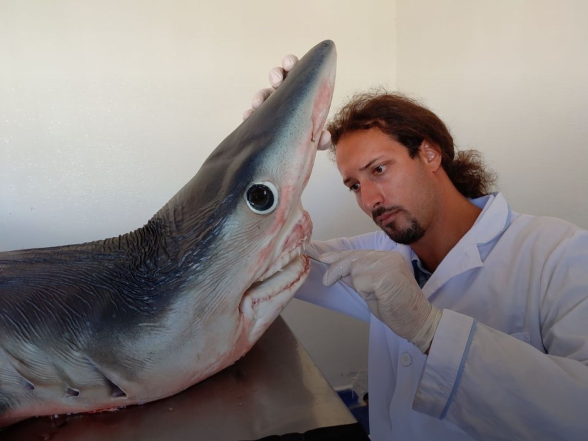 BH AKADEMSKI IMENIK: Andrej Gajić - ekspert za ajkule iz srca bosanskih planina